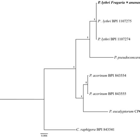 bayesian tree generated for concatenated sequences of its and lsu