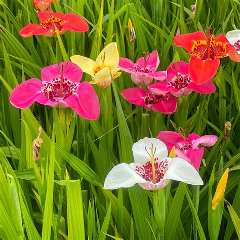 Tigridia Mix 10 Bulbs