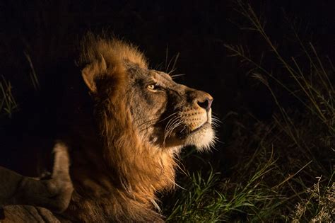 Lions In The Night Zimanga Pvk Foto