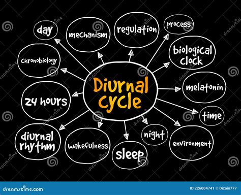 Diurnal Cycle Mind Map Concept For Presentations And Reports Stock Illustration Illustration