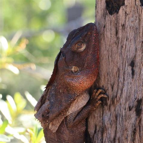 Norther Frill Necked Lizard Elcho Island Galiwinku