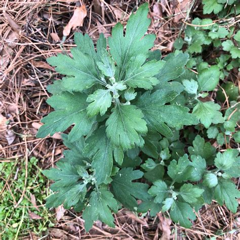How To Propagate Your Mugwort