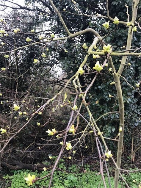 Tree Following April 2018