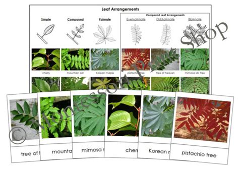 Types Of Leaf Arrangements Information Sorting Cards And Control Chart