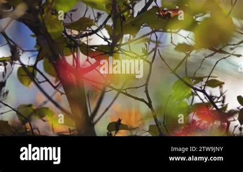 Cotoneaster Watereri Waterersr Is Large Evergreen Shrub Belonging