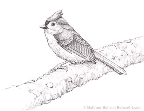 Titmouse Drawing