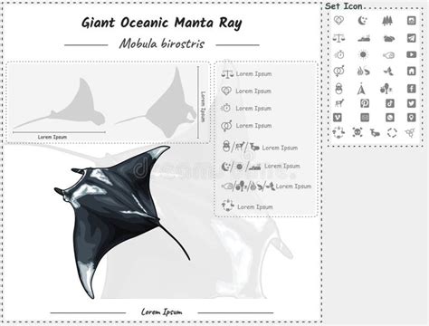 Giant Oceanic Manta Ray Infographic Template Stock Vector
