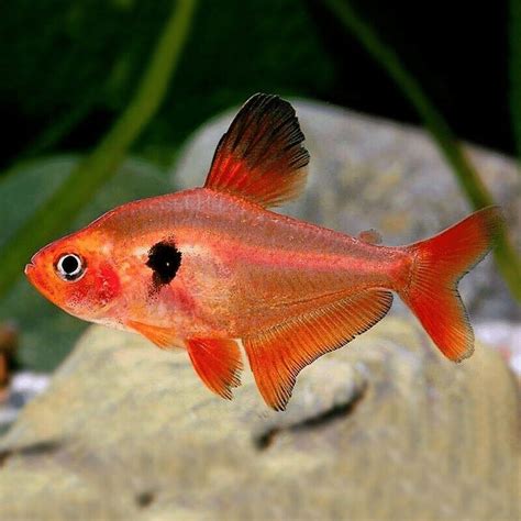 10 X Red Phantom Tetras Hyphessobrycon Sweglesi South American