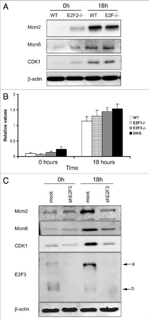 E2f3 Is Dispensable For Aberrant E2f Target Gene Expression In G 0 Upon Download Scientific