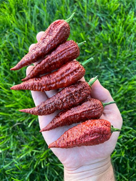 Leviathan Gnarly Scorpion Pepper Seeds Pack Superhot Pepper Seeds Etsy