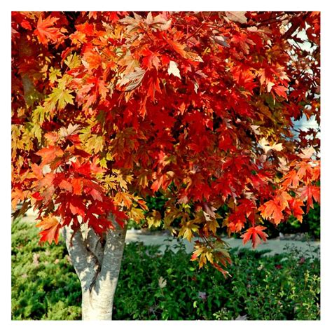 Acer Platanoides Globosum Lollipop Norway Maple Ornamental Trees