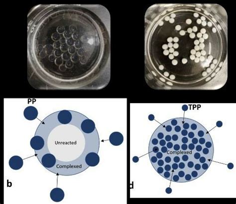 1515 Beads A And The Schematic Illustrating The Complex Layer On Download Scientific