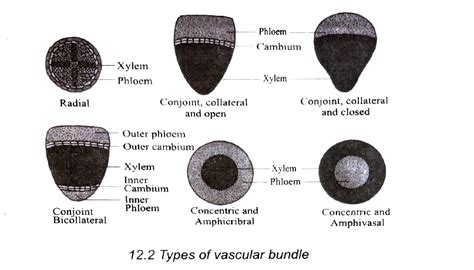 Tamil Solution Explain The Types Of Vascular Bundles