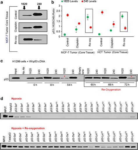 Re Oxygenation Increases P53 Post Translational Modifications