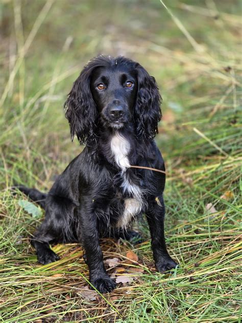 Working Cocker Spaniel Pups Working Spaniel