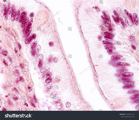 Small Intestine Columnar Epithelium Lpo Mag By Spyrog