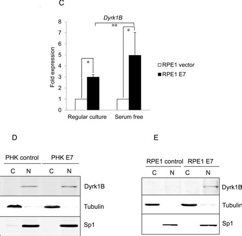 Role Of Dual Specificity Tyrosine Phosphorylation Regulated Kinase B Dyrk B In S Phase Entry