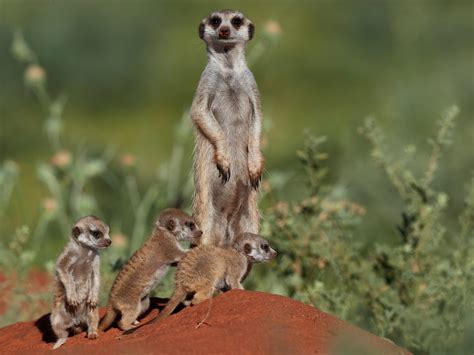 When Meerkats Choose Who Has Sex Heft Helps