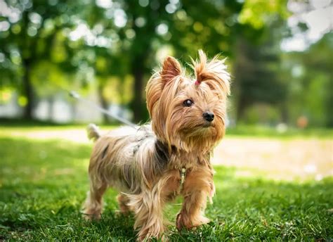 Yorkshire Terrier Facts Essential Information For Pet Owners
