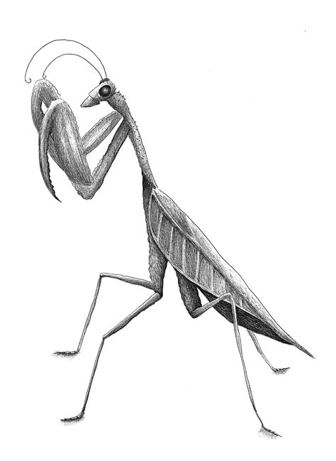 50 Epic Praying Mantis Tattoo Designs For Men 2023 Guide Artofit