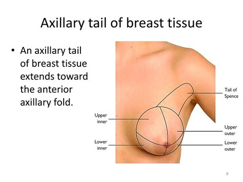 Ppt Clinical Breast Examination Powerpoint Presentation Free