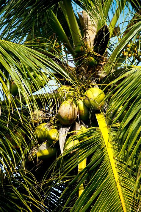 Palm Tree With Coconuts Stock Image Colourbox