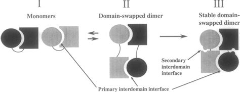 Domain Swapping And Dimer Evolution Download Scientific Diagram