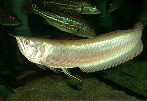 آروانا قسمت اول