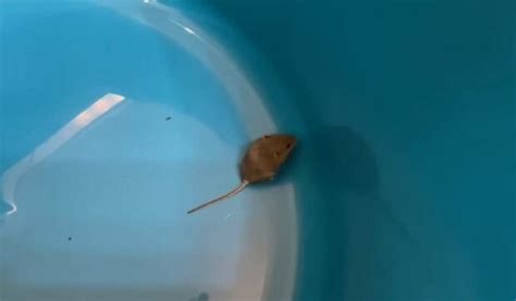 Як позбутися запаху мишей вдома Читайте на Ukr Net