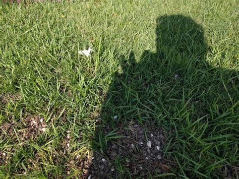 Odd Grass Patch In Bermuda Lawn Identification