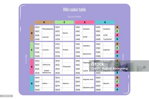 Rna Codon Table Vector Genetic Code The Three Bases Of An Mrna Codon