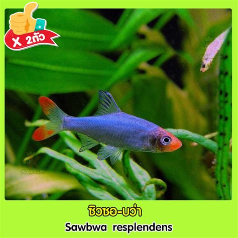 ซิวซอ บว่า ปลาตู้ไม้น้ำ ตัวเล็ก น่ารัก นิยมเลี้ยงเป็นฝูง คัดเกรดสวยๆ