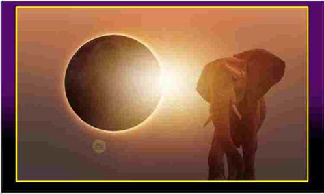 खग्रास सूर्यग्रहणावेळी प्राणी होतात कन्फ्यूज संशोधक करणार आहेत विशेष