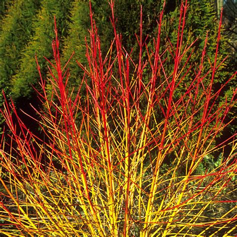 Plants With Great Winter Color Blessing Landscapes