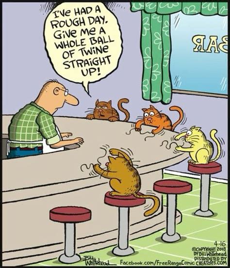 Pin By Coach Kara Churchill On Laughter Is The Best Medicine Cat