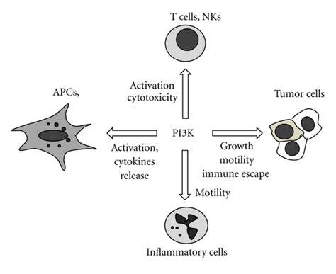 Schematic Model Of The Pi3k Signaling Pathway Involved In The Download Scientific Diagram