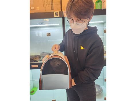 러시안블루 도래 티컵말티푸분양하는곳 티컵푸들분양하는곳 티컵강아지분양하는곳 화이트비숑프리제분양 화이트포메라니안분양 화이트말티즈분양 화이트말티푸분양 화이트푸들분양 화이트