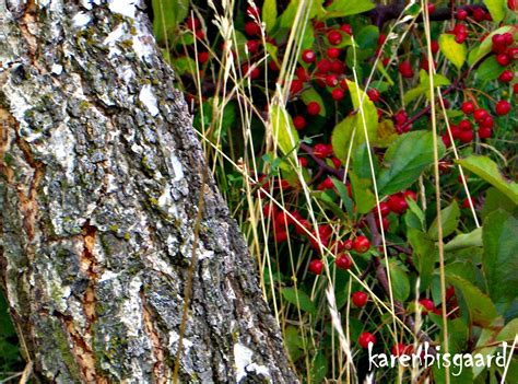Karen S Nature Photography Red Berries Behind Tree Trunk