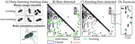 Bee Detection And Scenting Recognition A Training Data Examples For