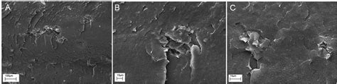 Sem Micrographs Of Pe25bc A B And Pe75bc C Composite At