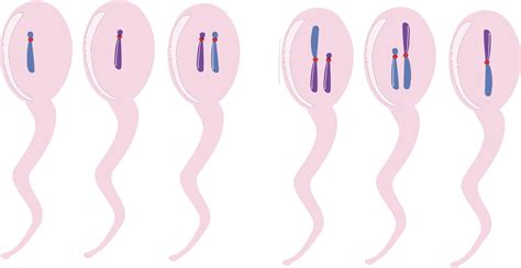 Download Translocation Chromosome Svg Freepngimg