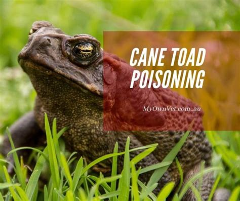 Cane Toad Poisoning What You Should Know Myownvet Vet Hospital