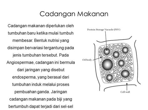 Anatomi Biji Kiki Amelia Created by. Pengertian Biji. - ppt download