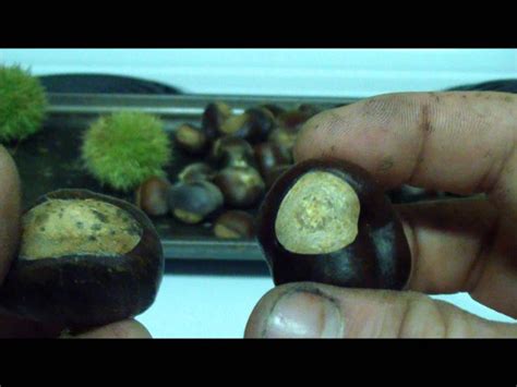 Chestnuts How To Identify Peel And Cook Easily Chestnut Horse