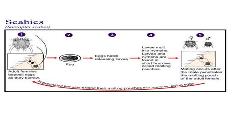 Scabies Etiology Transmission Risk Factors Clinical Variants