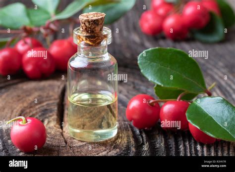 A Bottle Of Wintergreen Essential Oil With Fresh Gaultheria Procumbens