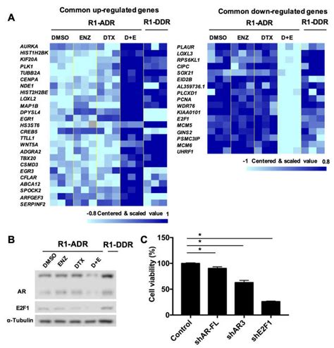 E2f1 And Ar Arv Expression Was Recovered In R1 Ddr Cells A Rna Seq Download Scientific