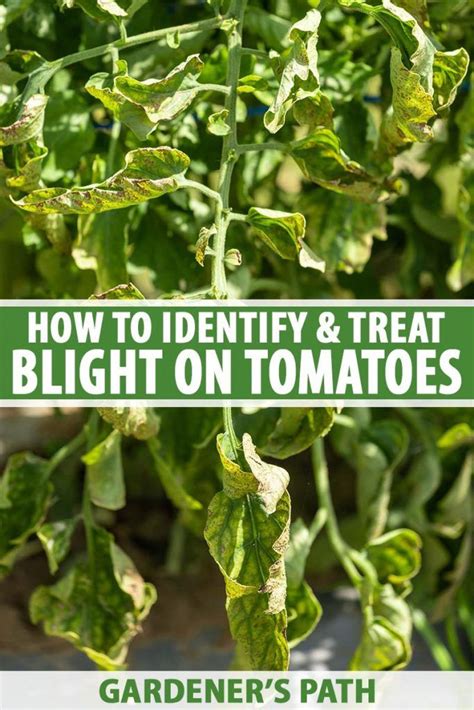 Tomato Blight Treatment And Prevention Tips Artofit