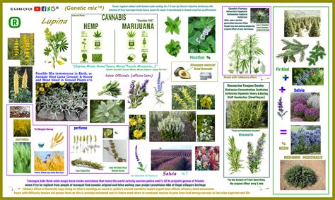 Sample Detection Mix Flowers R By Kaosun On Deviantart