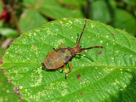 Box Bug NatureSpot